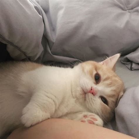 Cat With Confusing Auras On Twitter Https T Co K FBfc U Twitter