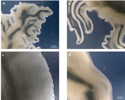 Colony Morphologies Of The Studied Flavobacterial Strains A And B