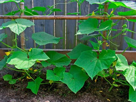 DIY Cucumber Trellis Support Ideas