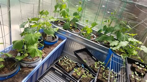 The Scientific Gardener Parthenocarpic Trial In The Greenhouse