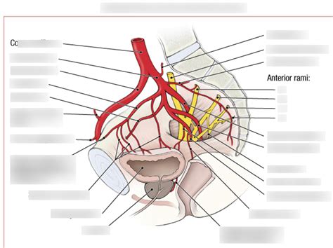 Male Branches Of The Internal Iliac Artery Diagram Quizlet