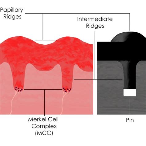 Structure Of The Fingerprint The Top Layer Of The Skin Is The