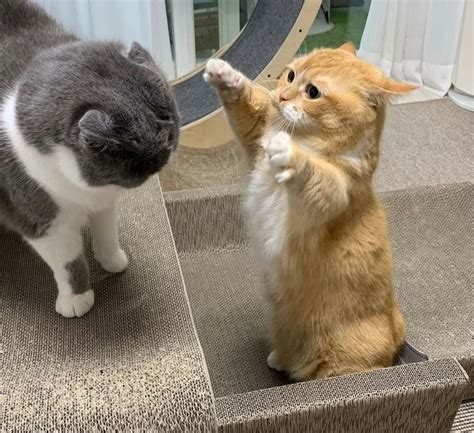 Pin Auf Katzen