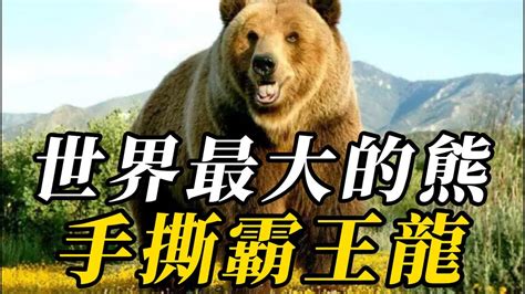 全世界最大的10種巨熊，27米只能屈居第六！第一名體重堪比10幾個成年人，身高超越兩層小洋房！animals 野生动物 科普 涨知识