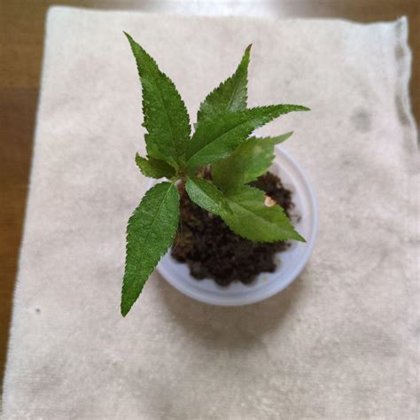 吉野桜、さくら、サクラ、苗え、出品年月日2024 09 21 メルカリ