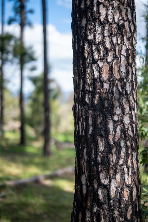 Vertical Shot Of Details On Bumpy Bark On A Tree Trunk Stock Image