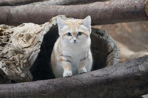 砂漠の天使が天使を産んだ！国内初誕生のスナネコの赤ちゃん、すくすく成長中！職員もメロメロのかわいさ画像3｜まいどなニュース