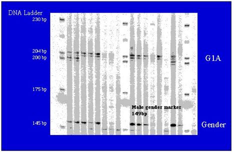 Lect 8 Intro To Microsatellites