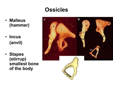Thehumanear Outermiddleinner Earexternal Auditory Canaltympanic