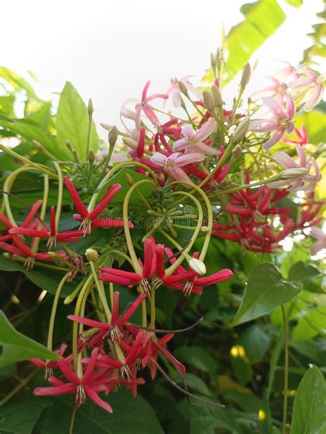 Flores De Barro Muy Hermosas Y Frescas Foto De Archivo Imagen De Hierba Flor 262477948
