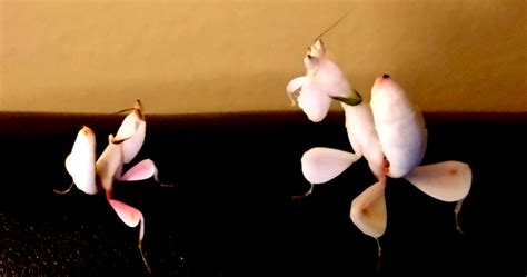 Sexing Orchid Mantises Hymenopus Coronatus Panterra Pets