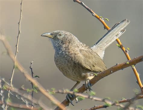 Jungle Babbler An In Depth Examination Of This Unique Bird Species The Worlds Rarest Birds
