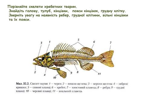 Порівняння будови скелетів хребетних тварин Практична робота №5 презентация онлайн