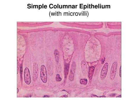 Ppt Simple Squamous Epithelium Powerpoint Presentation Free Download