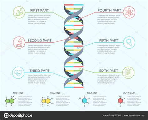 DNA Infographic Genetic Spiral Genomic Model Molecule Diagram And Adn