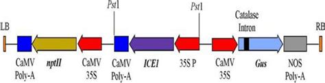 Schematic Representation Of The T Dna Region Of The Construct Used Download Scientific Diagram