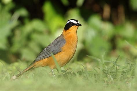 White Browed Robin Chat Mpalalive
