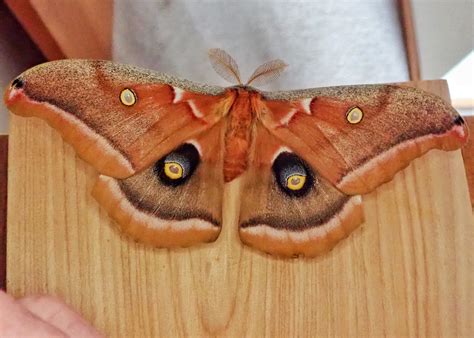 Polyphemus Moth Caterpillar Size