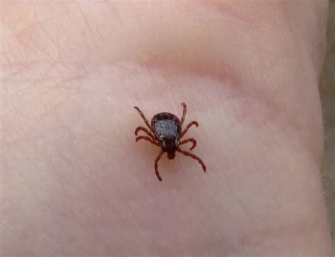 Tiny Ticks On Move—infection Risk Climbs Across Us Lively Hood