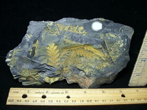 Pennsylvanian Fossil Fern Imprints 102722m The Stones And Bones Collection
