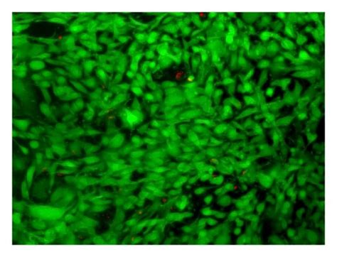 Cytotoxicity Assay Of The MSCs Cocultured With A 0 1 Triton X