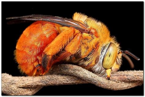 Amegilla Bombiformis The Teddy Bear Bee