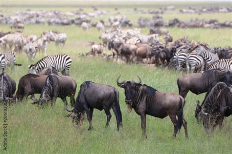 Great Migration Serengeti Thousands Of Zebras And Wildebeest Crossing