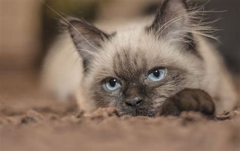 Peritonite Infecciosa Felina Pif Cura Pif™ Brasil