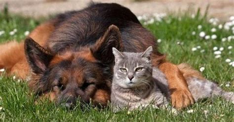 Кошки и собаки / Питомцы