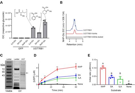 In Vitro Characterization Of Arabidopsis Ugt76b1 A Gfp Or