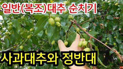 일반 복조 대추 순치기 이렇게하면 2배열려요 사과대추와 정반대입니다 일반대추 순치기 복조대추 순치기 Youtube