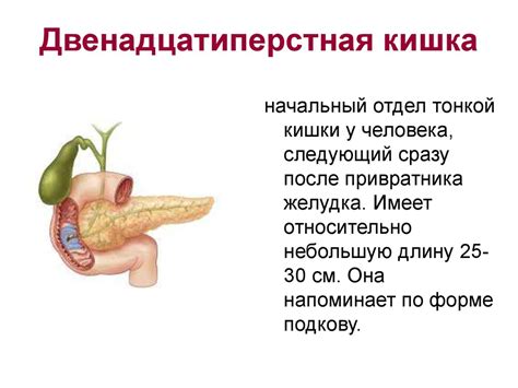 Анатомо физиологические особенности желудка тонкого и толстого
