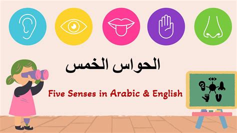 الحواس الخمس Five Senses In Arabic And English Youtube