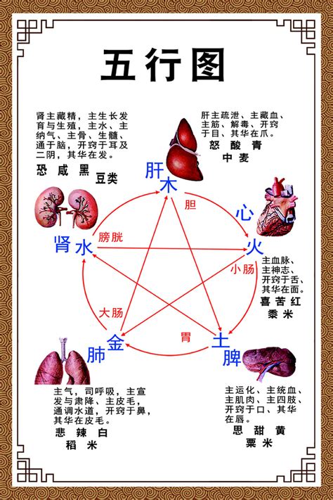 五行中医 清晰 大山谷图库