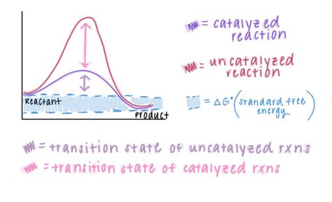 Biochemistry Chapter 6 Flashcards Quizlet
