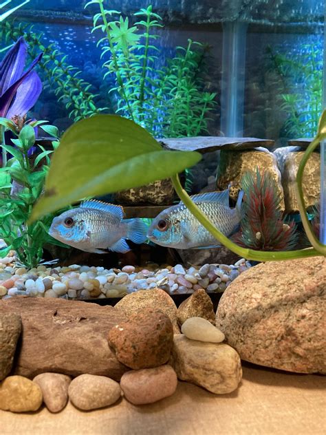 My Electric Blue Acara Male And Female Raquariums