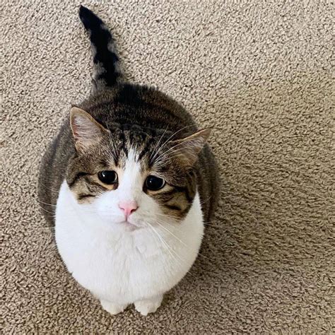 슬퍼보이는 고양이 반려동물 퀘이사존 QUASARZONE