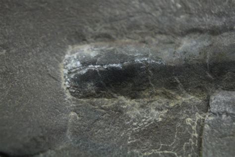 Fossil Friday 187 Mazon Creek Chiton Fossil Paleontology