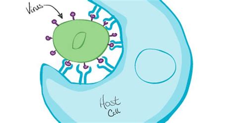 Phagocytes Album On Imgur