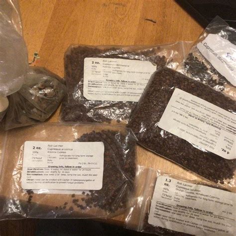 3 Types Of Cypress Tree Seeds Total Per Order Randomly Chosen From The