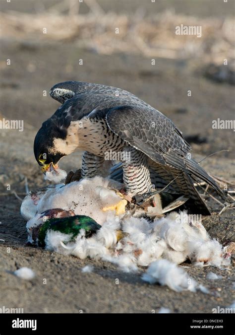 Peregrine Falcon Hunting A Duck
