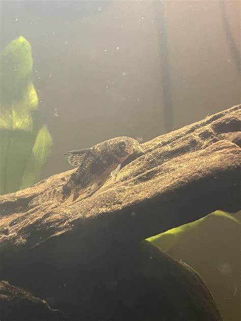Perch R Corydoras