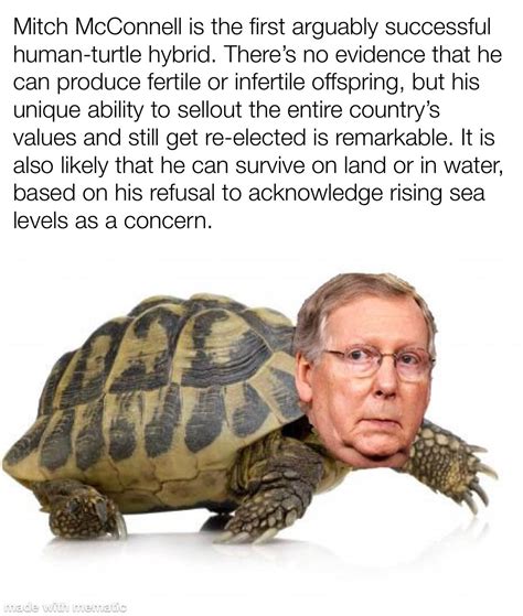 Turtles Dont Have Spines Scrolller