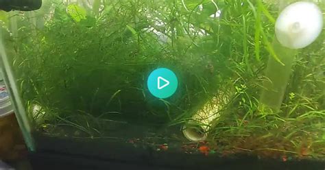 Skrimp Album On Imgur