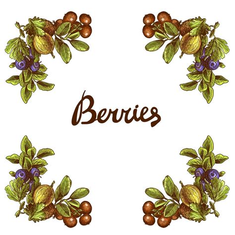 Sketch Berries Frame 438576 Vector Art At Vecteezy