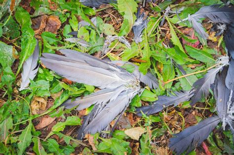 Bird Feathers On Grass Remains Of Bird After Attack Disheveled