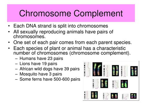 Ppt Chapter 9 Chromosomes And Dna Replication Powerpoint