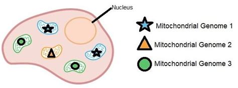 Mitochondrial Inheritance Genes That Almost Always Come Only From Mom Bitescis