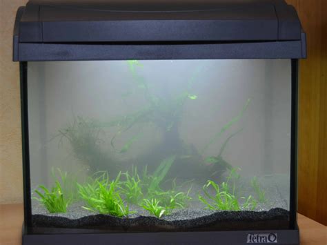 Das Garnelenaquarium My Fish Aus Freude An Der Aquaristik