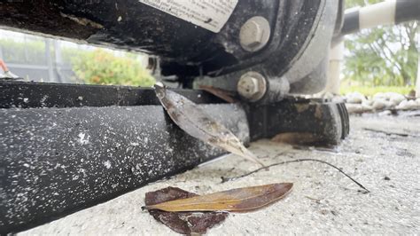 Jandy Vs Flopro Pump Leaking Any Idea What Seal This Might Be R Pools